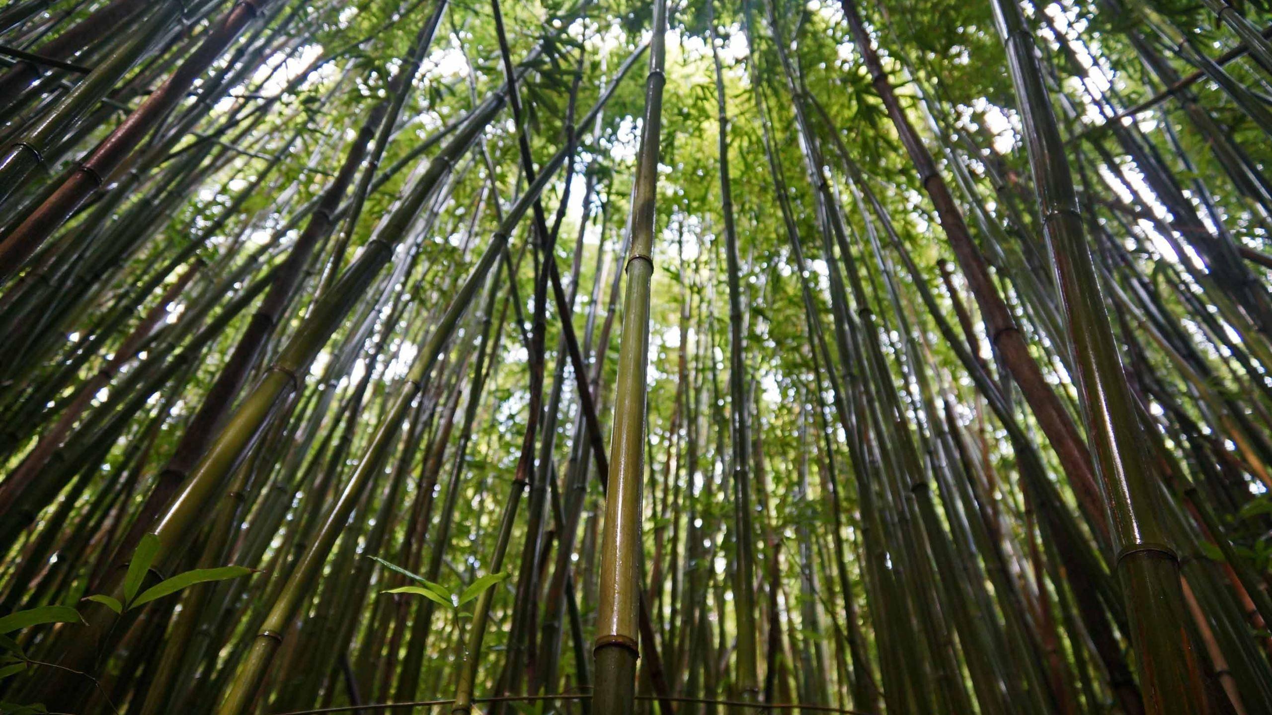 Wild Forest Wallpapers - Top Free Wild Forest Backgrounds - WallpaperAccess