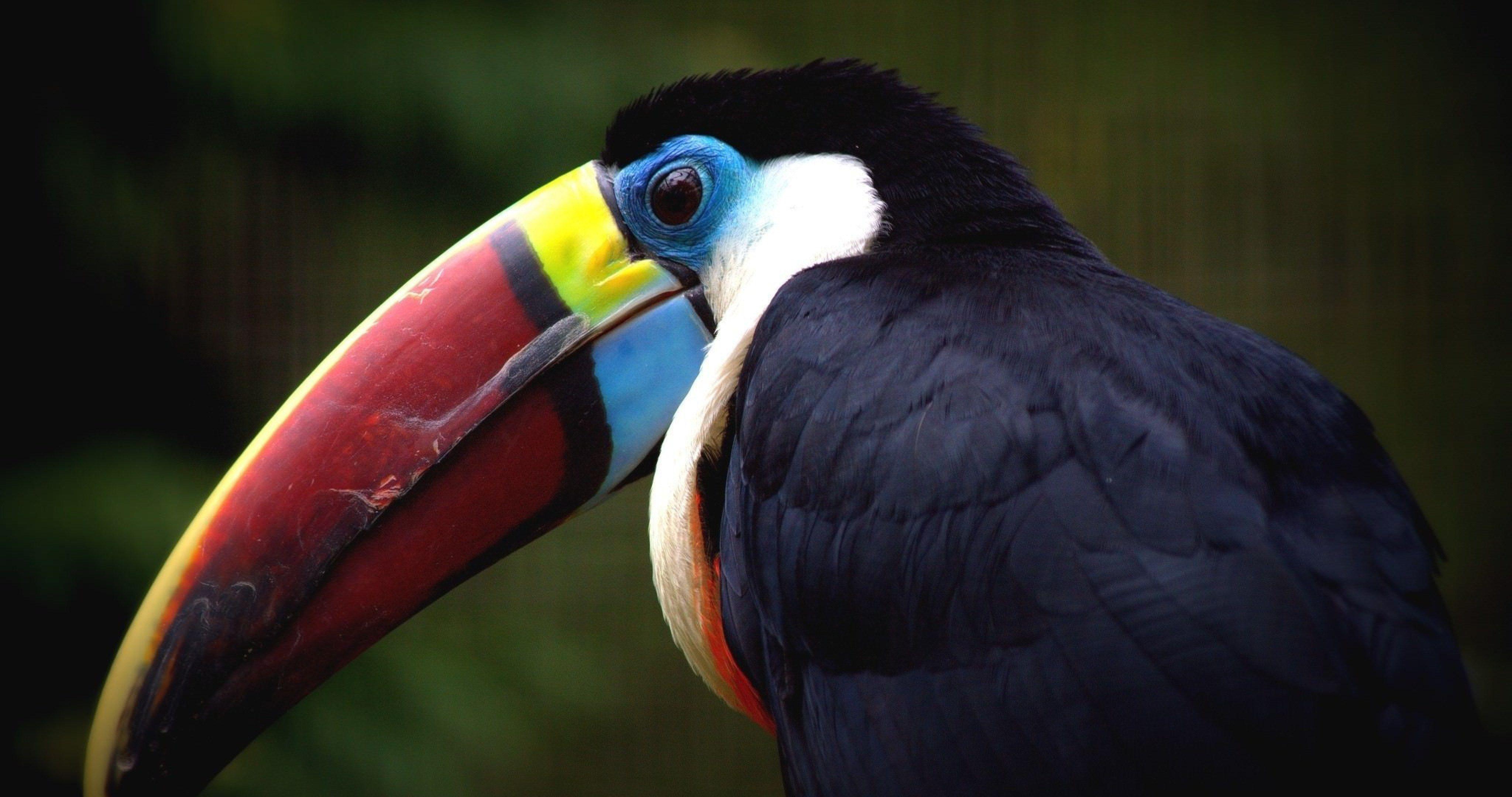 Toucan Desktop Wallpapers - Top Free Toucan Desktop Backgrounds ...