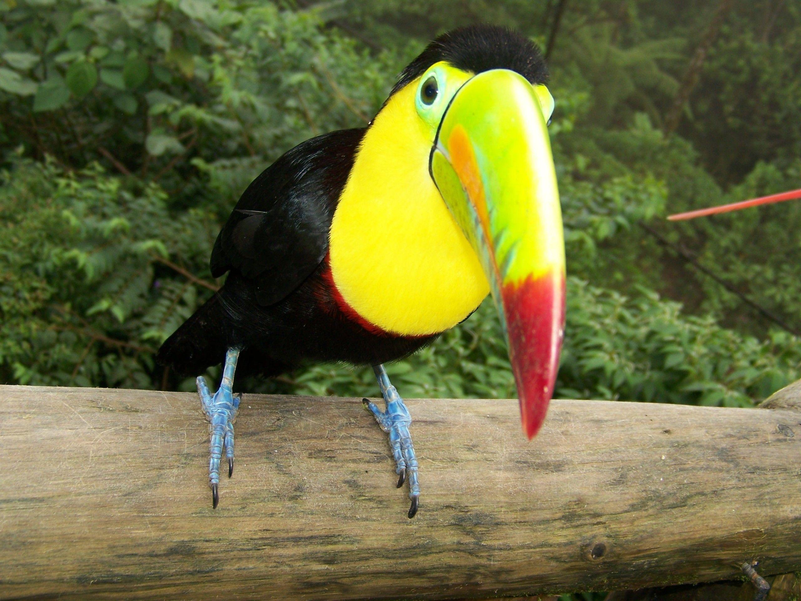 Toucan Bird Wallpapers - Top Free Toucan Bird Backgrounds - WallpaperAccess