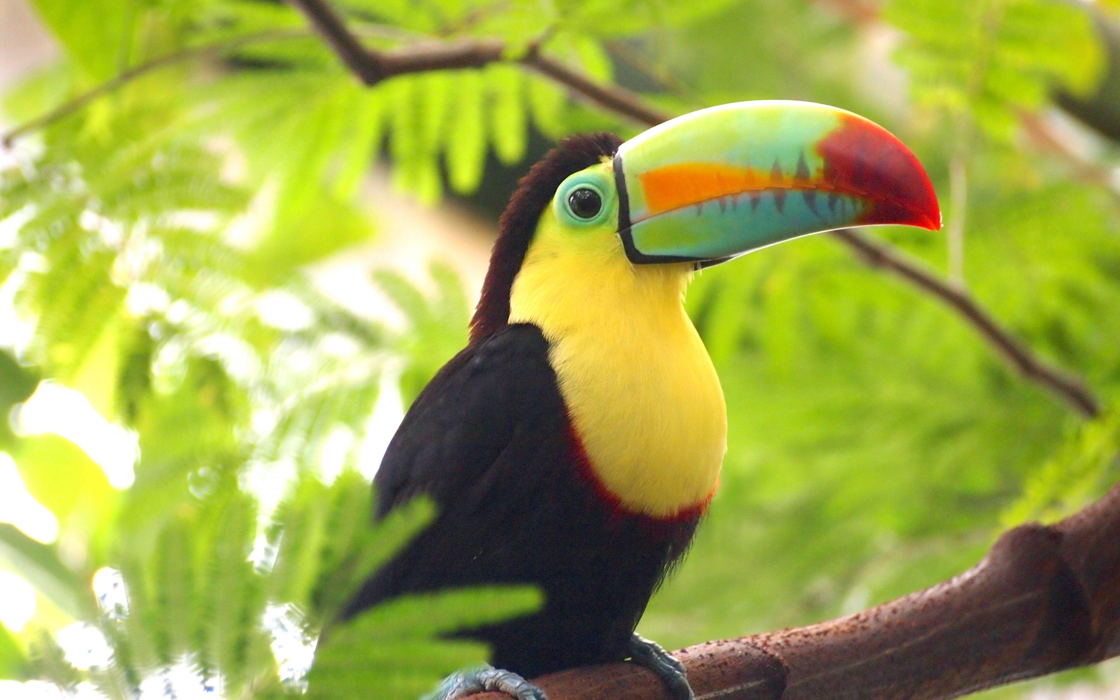 Toucan Desktop Wallpapers - Top Free Toucan Desktop Backgrounds ...