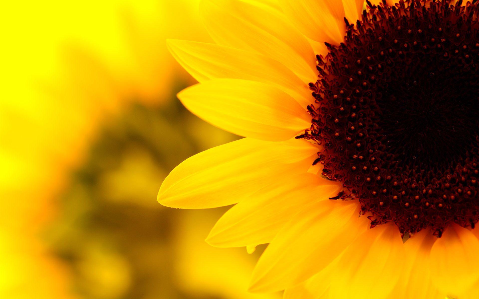 Aesthetic Sunflower Computer Wallpapers - Top Free Aesthetic Sunflower ...