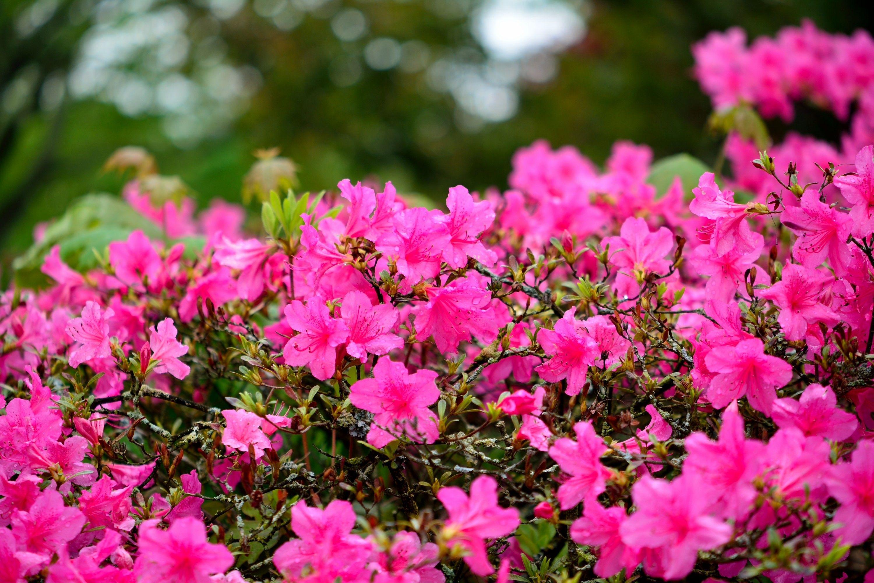 Pink Flower Laptop Wallpapers - Top Free Pink Flower Laptop Backgrounds ...