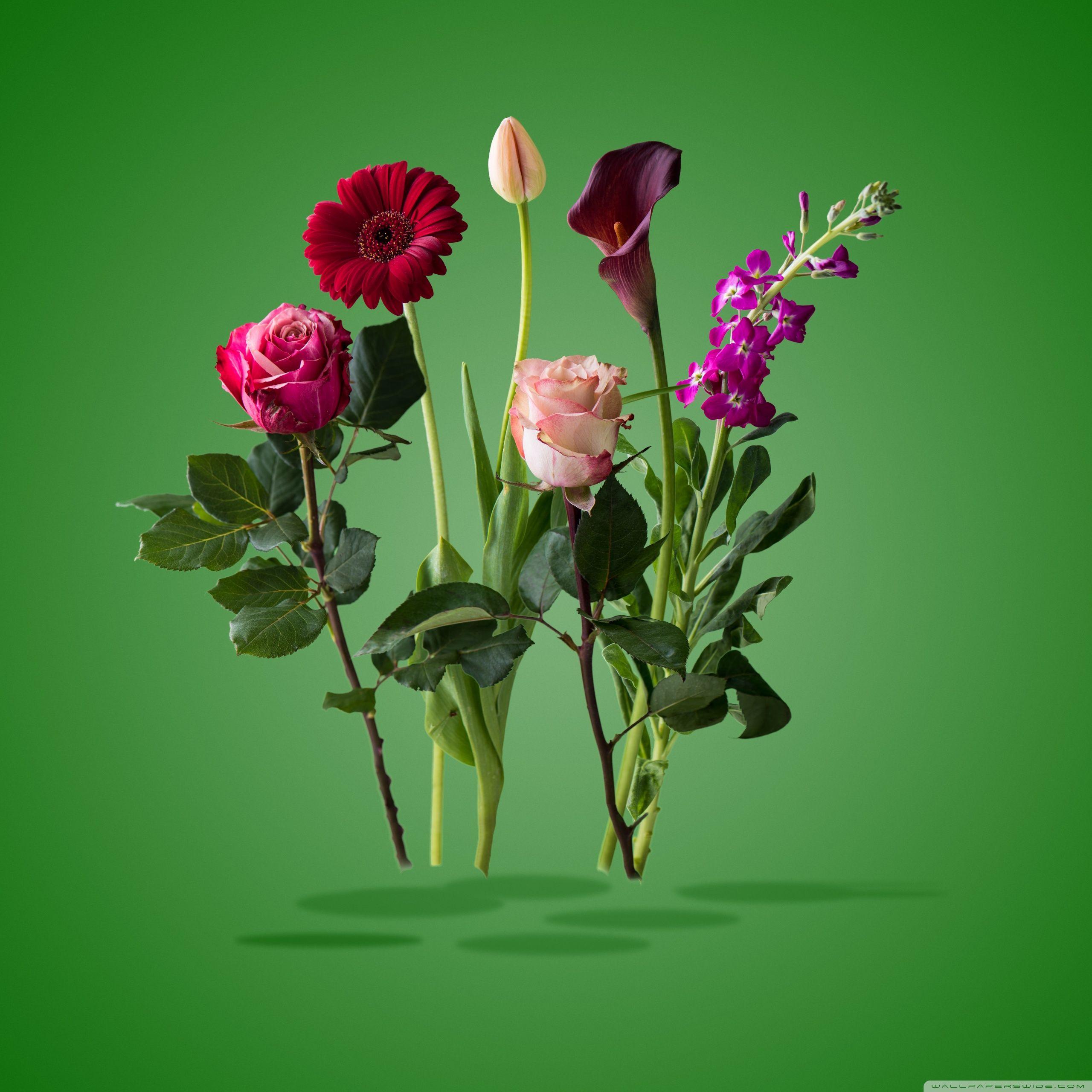 Dell Flower Wallpapers - Top Free Dell Flower Backgrounds - WallpaperAccess