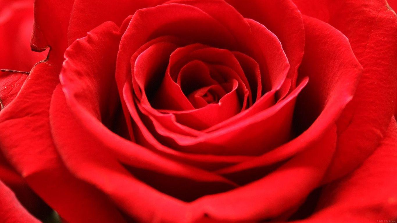 Red Flower Laptop Wallpapers - Top Free Red Flower Laptop Backgrounds ...