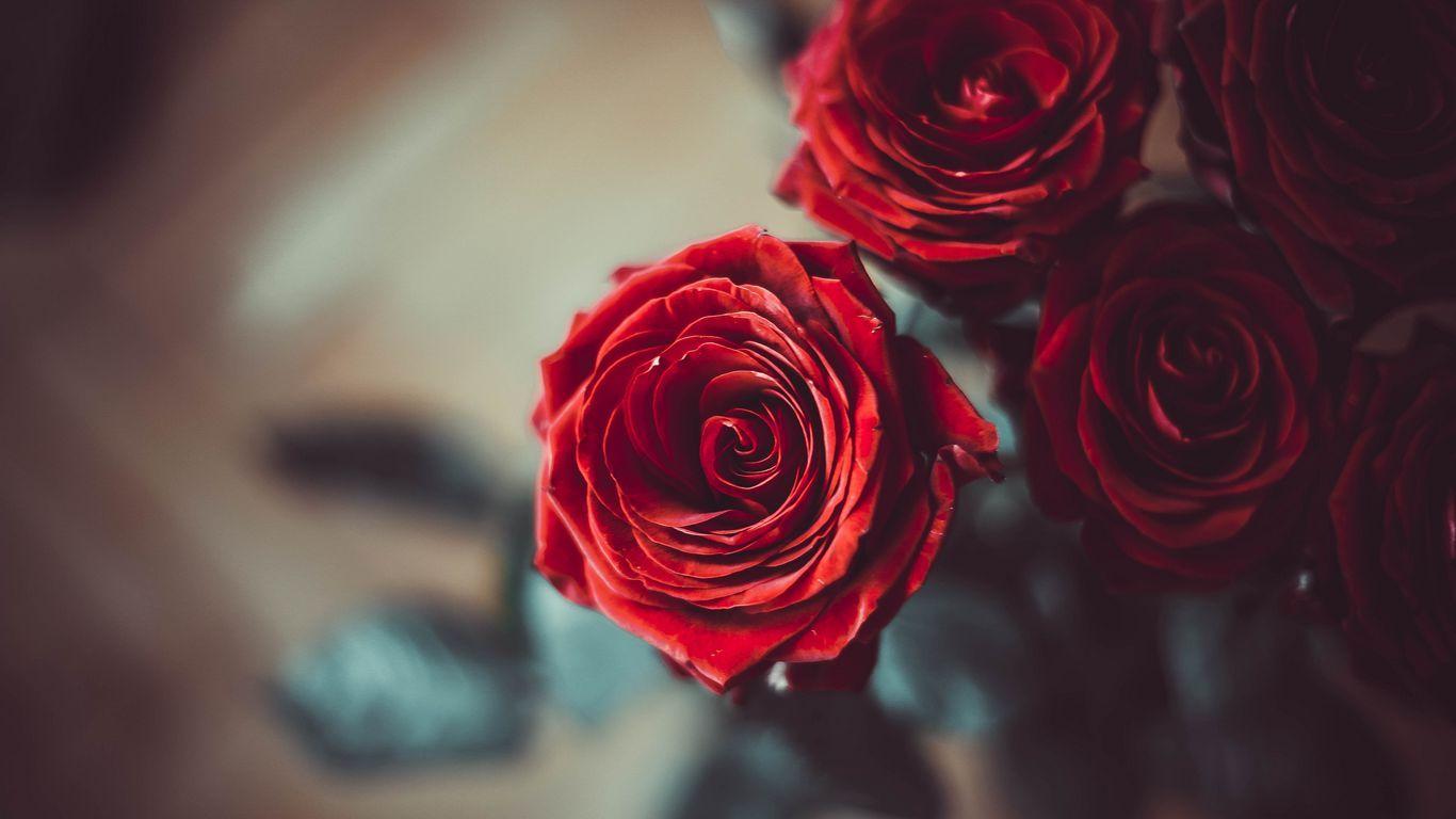 Red Flower Laptop Wallpapers - Top Free Red Flower Laptop Backgrounds ...