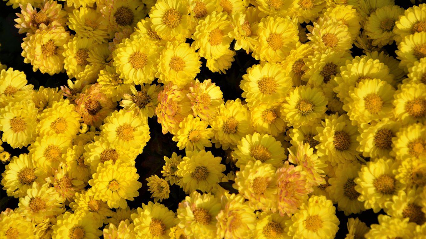 Yellow Flowers Laptop Wallpapers - Top Free Yellow Flowers Laptop ...