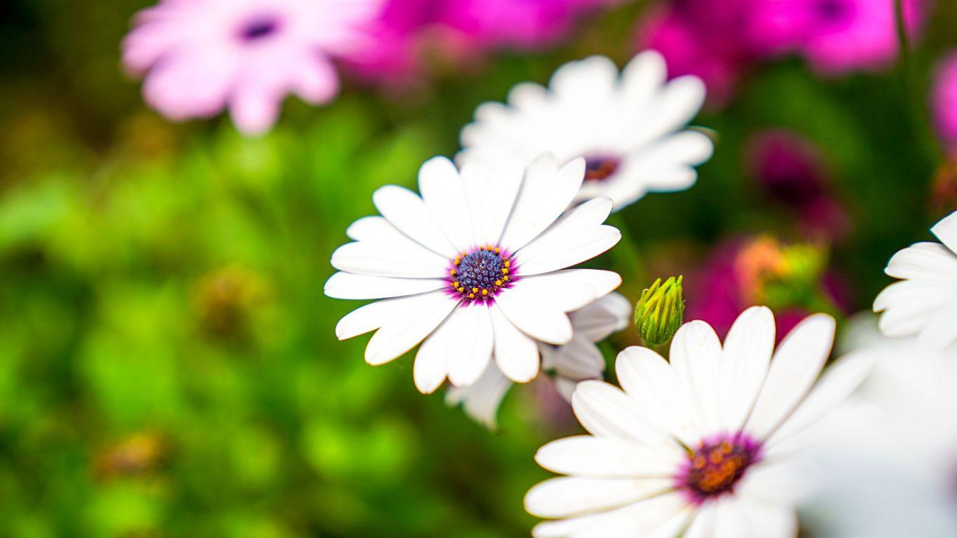 White Flower Laptop Wallpapers - Top Free White Flower Laptop ...