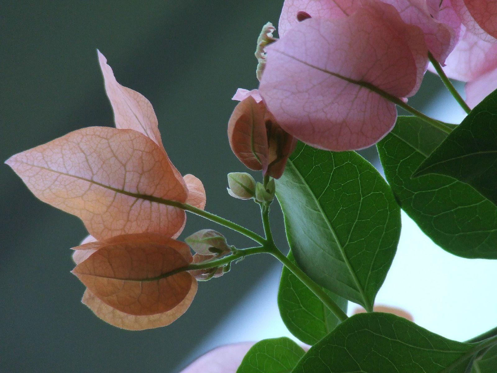 Dell Flower Wallpapers - Top Free Dell Flower Backgrounds - WallpaperAccess