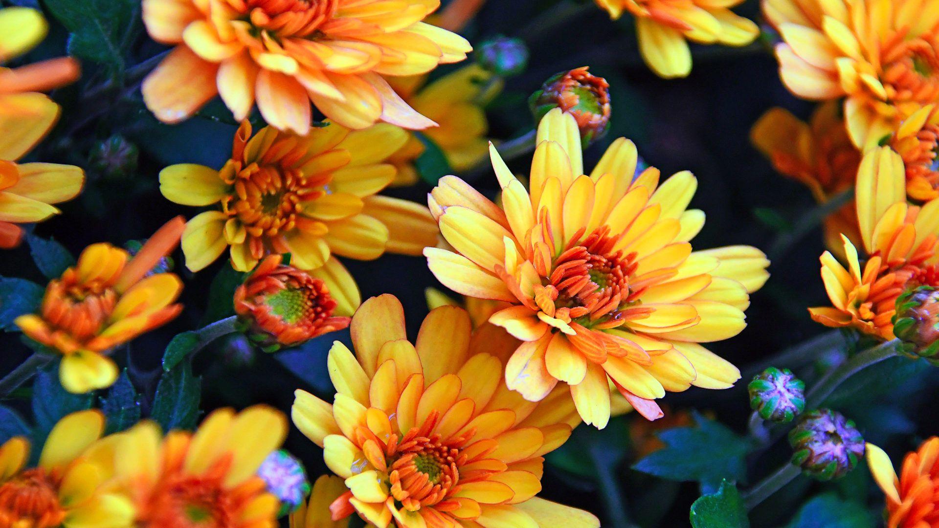 Yellow Flower Laptop Wallpapers - Top Free Yellow Flower Laptop ...