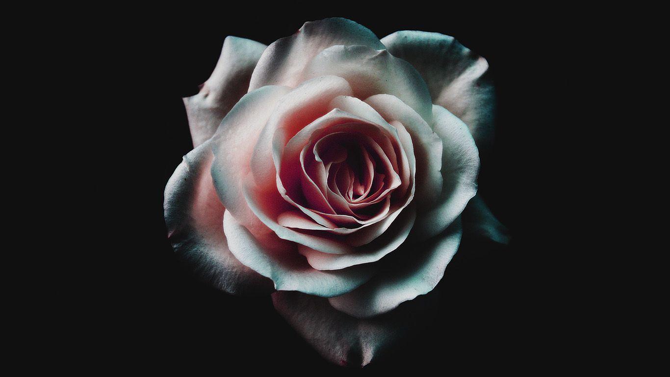 White Flower Laptop Wallpapers - Top Free White Flower Laptop ...