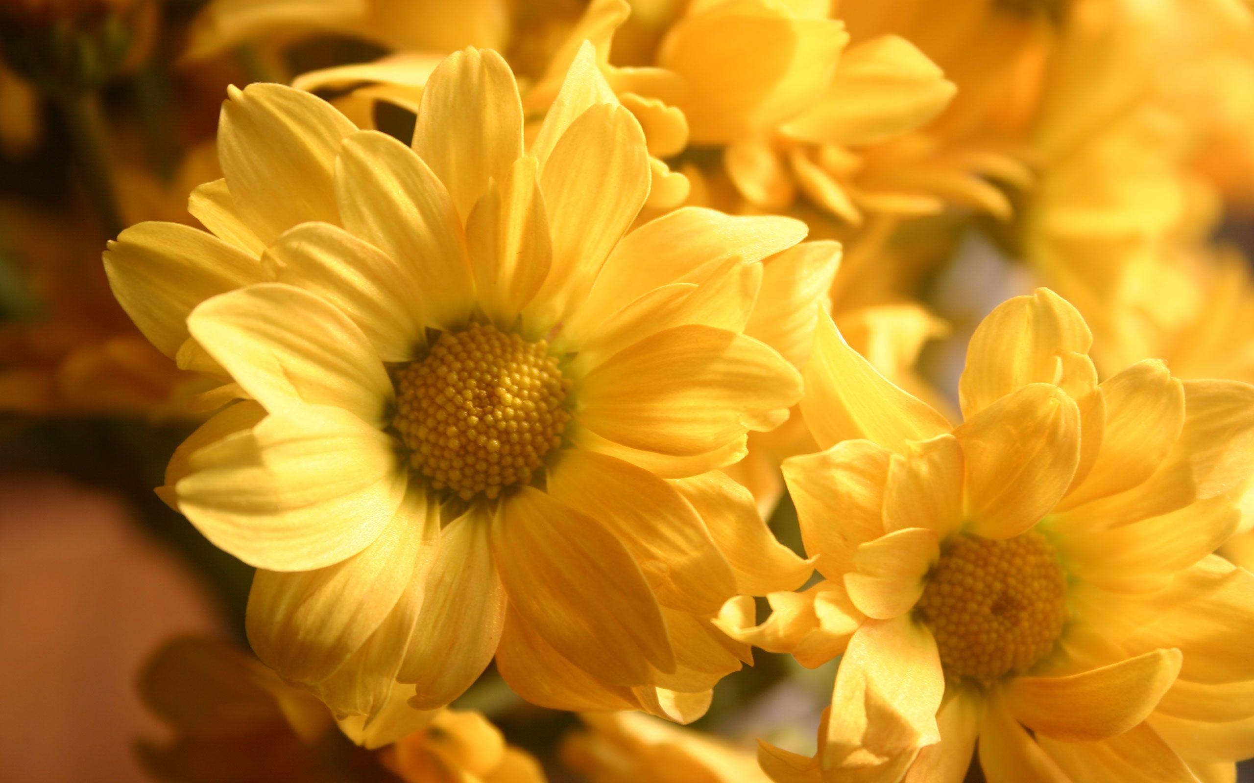 Yellow Flower Laptop Wallpapers - Top Free Yellow Flower Laptop ...
