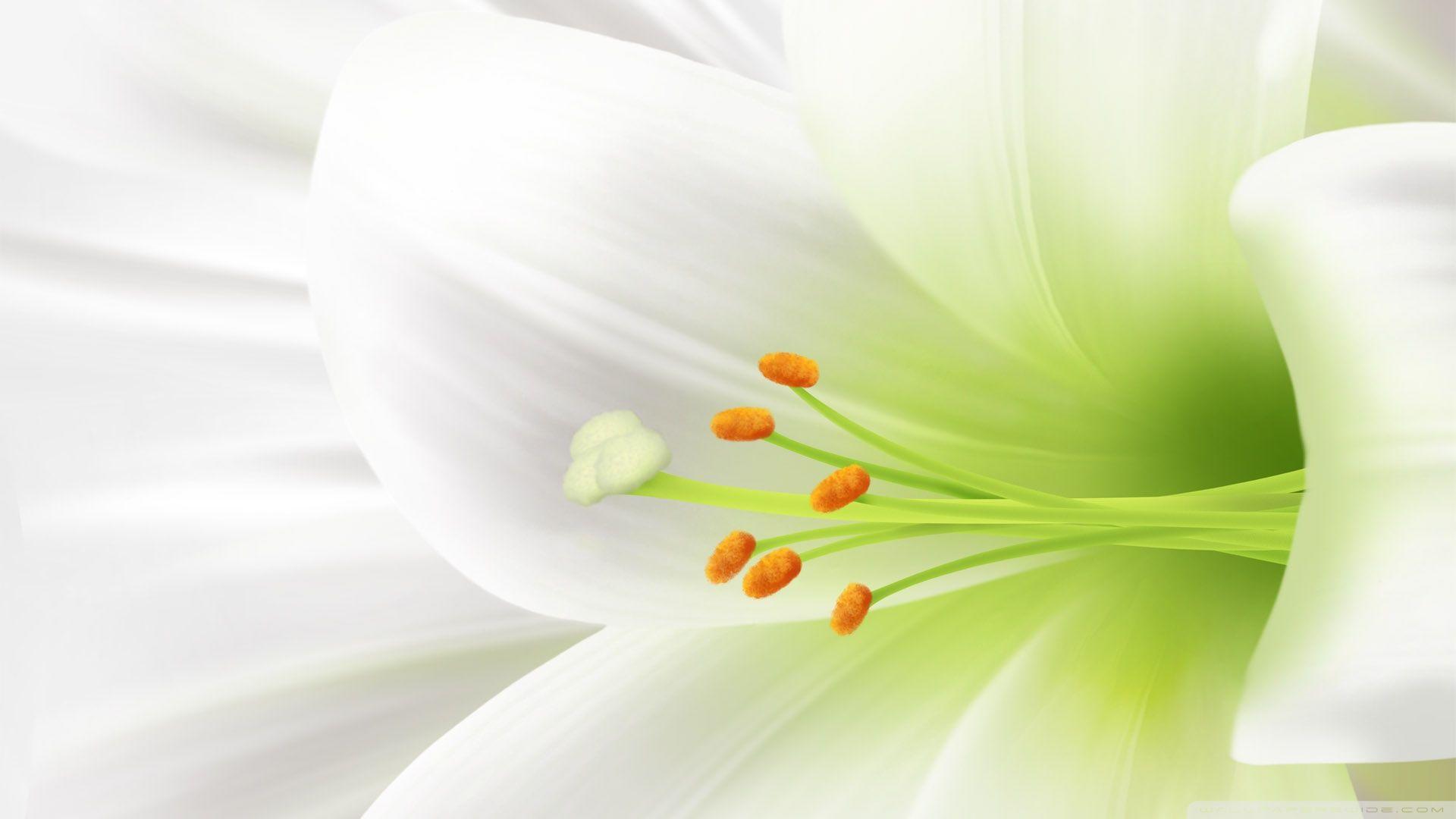 Lilies Wallpapers - Top Free Lilies Backgrounds - WallpaperAccess