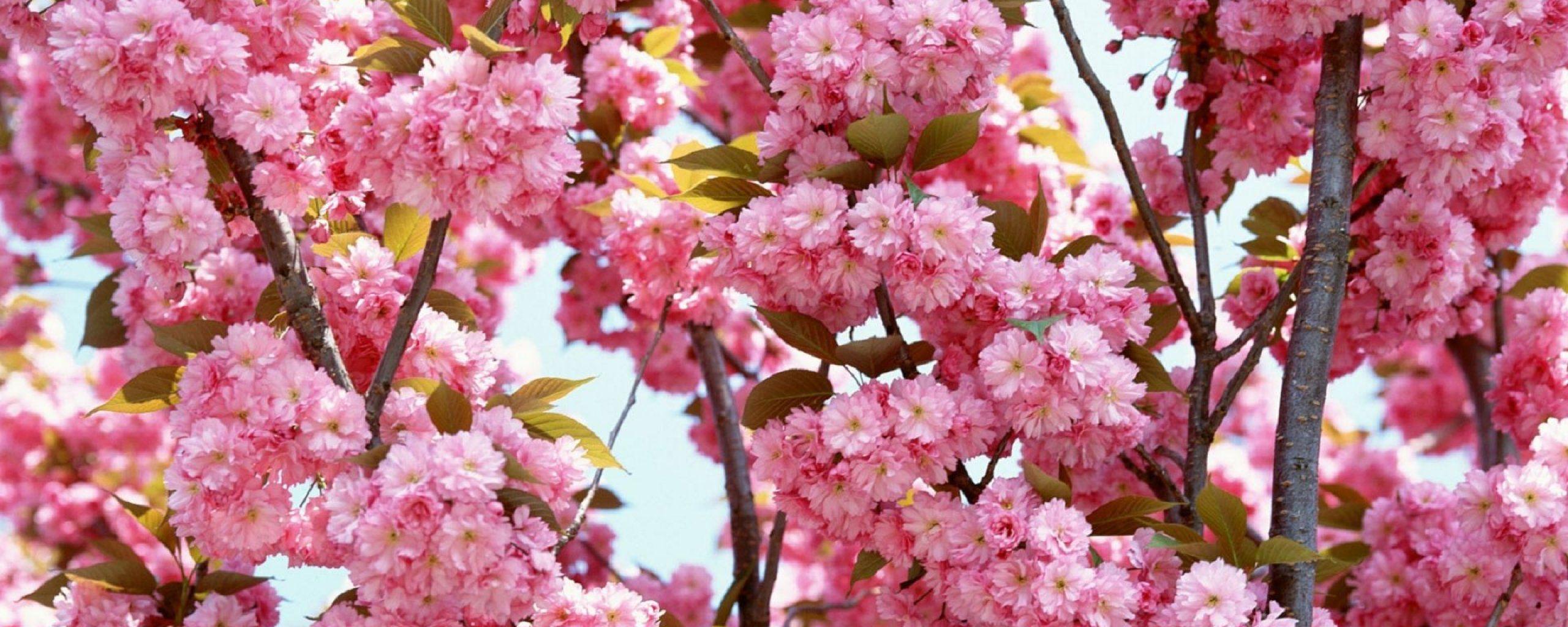 Pink Flower Laptop Wallpapers - Top Free Pink Flower Laptop Backgrounds ...