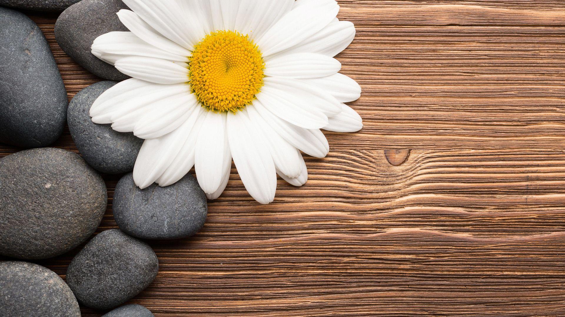 White Flower Laptop Wallpapers - Top Free White Flower Laptop ...