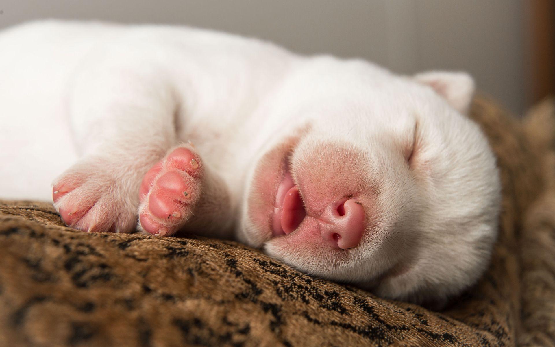 Cute Dogs Sleeping Wallpapers - Top Free Cute Dogs Sleeping Backgrounds ...