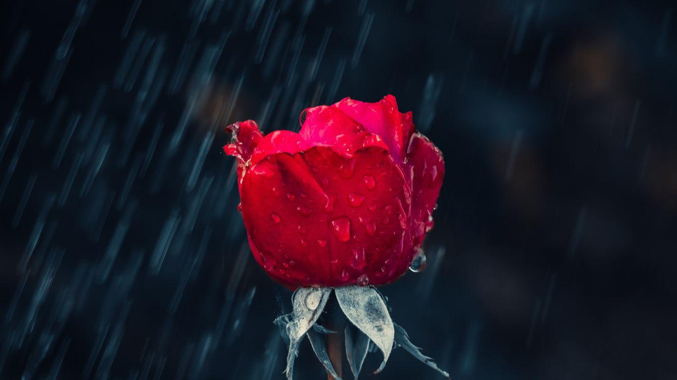 Red Flower Laptop Wallpapers - Top Free Red Flower Laptop Backgrounds ...