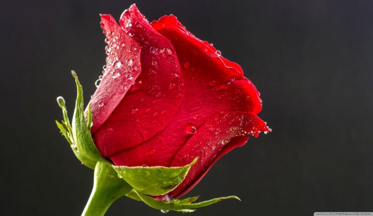 Red Flower Laptop Wallpapers - Top Free Red Flower Laptop Backgrounds ...