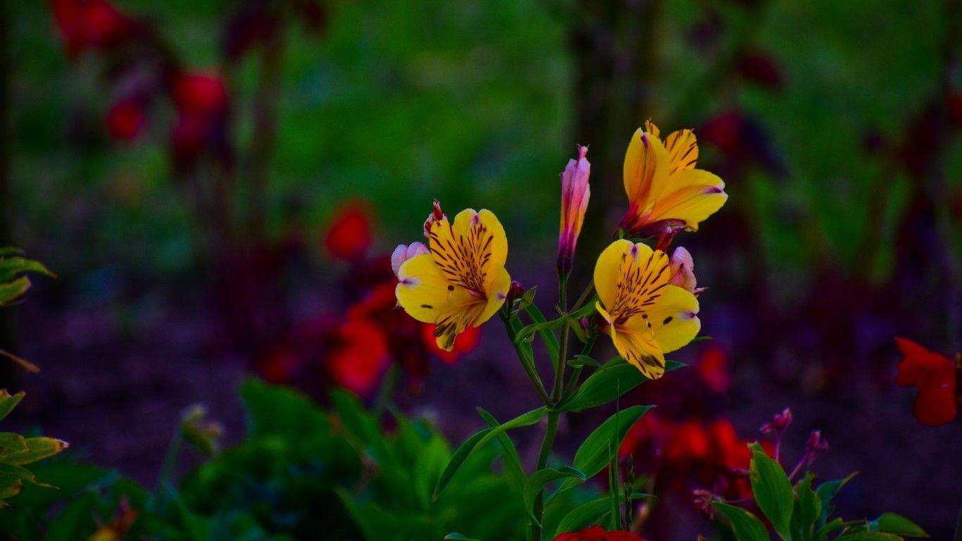 Red Flower Laptop Wallpapers - Top Free Red Flower Laptop Backgrounds ...