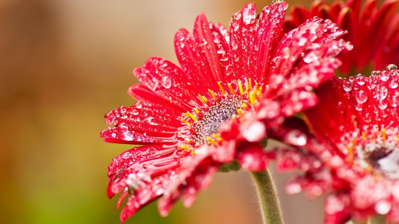 Red Flower Laptop Wallpapers - Top Free Red Flower Laptop Backgrounds ...