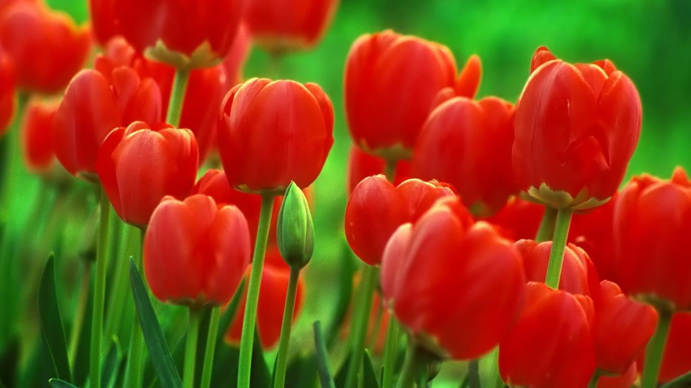 Red Flower Laptop Wallpapers - Top Free Red Flower Laptop Backgrounds ...