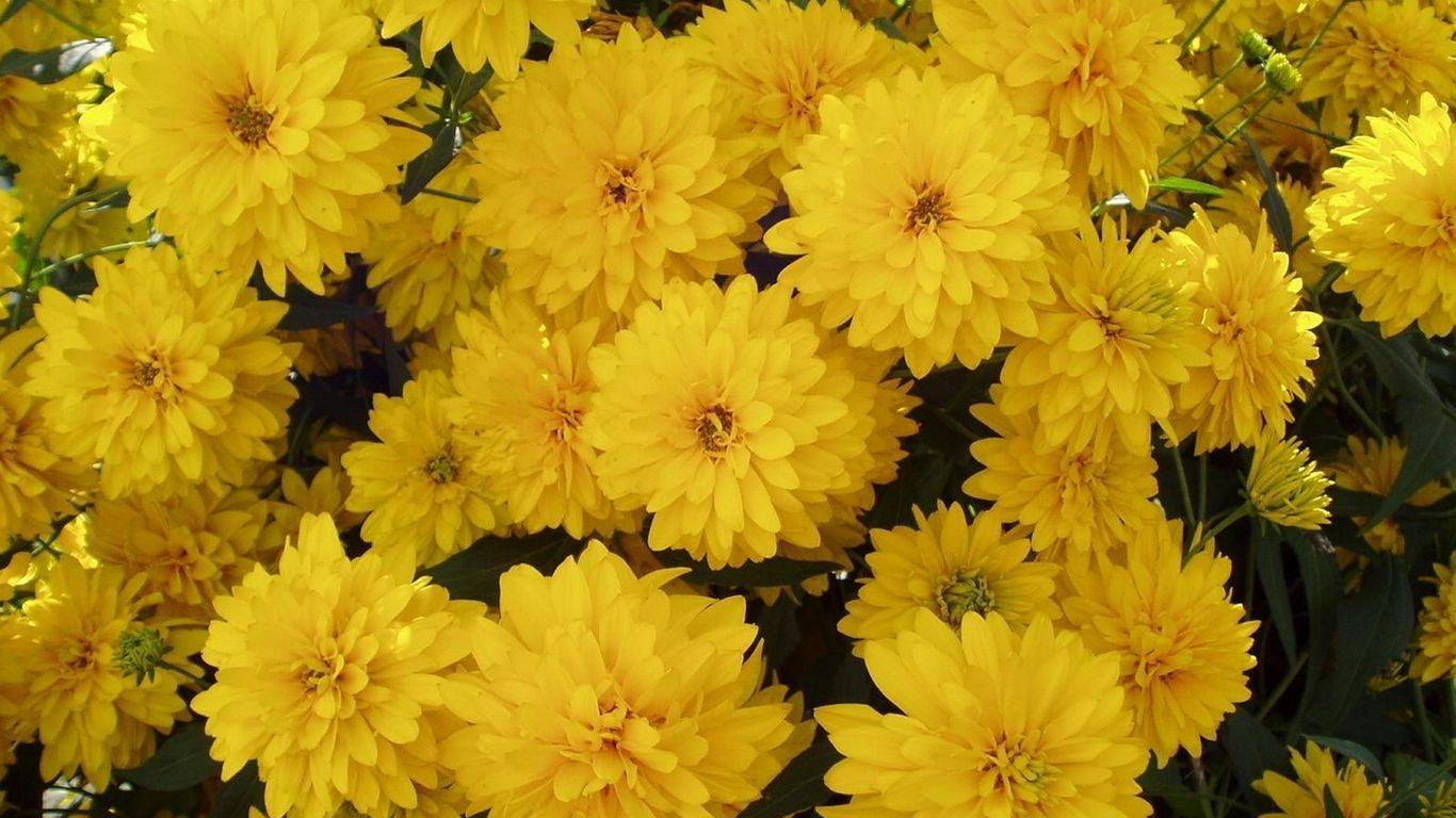 Yellow Flower Laptop Wallpapers - Top Free Yellow Flower Laptop ...