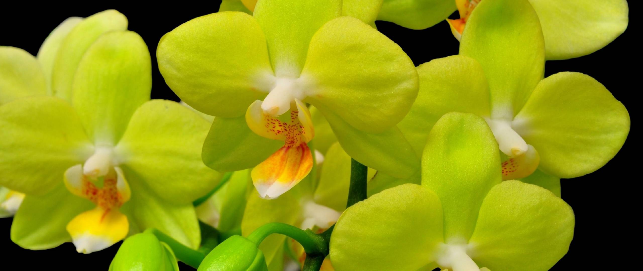 Yellow Flower Laptop Wallpapers - Top Free Yellow Flower Laptop ...