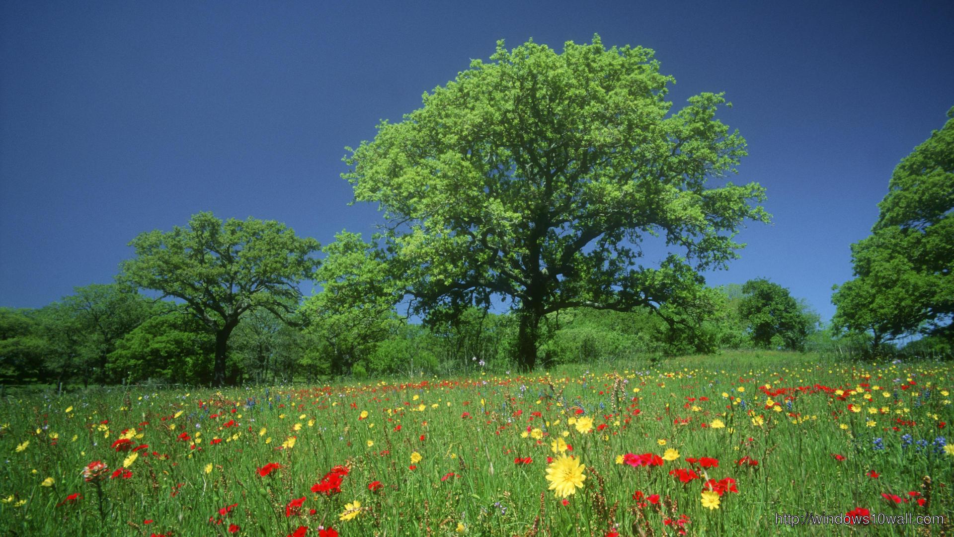 Garden Laptop Wallpapers - Top Free Garden Laptop Backgrounds ...