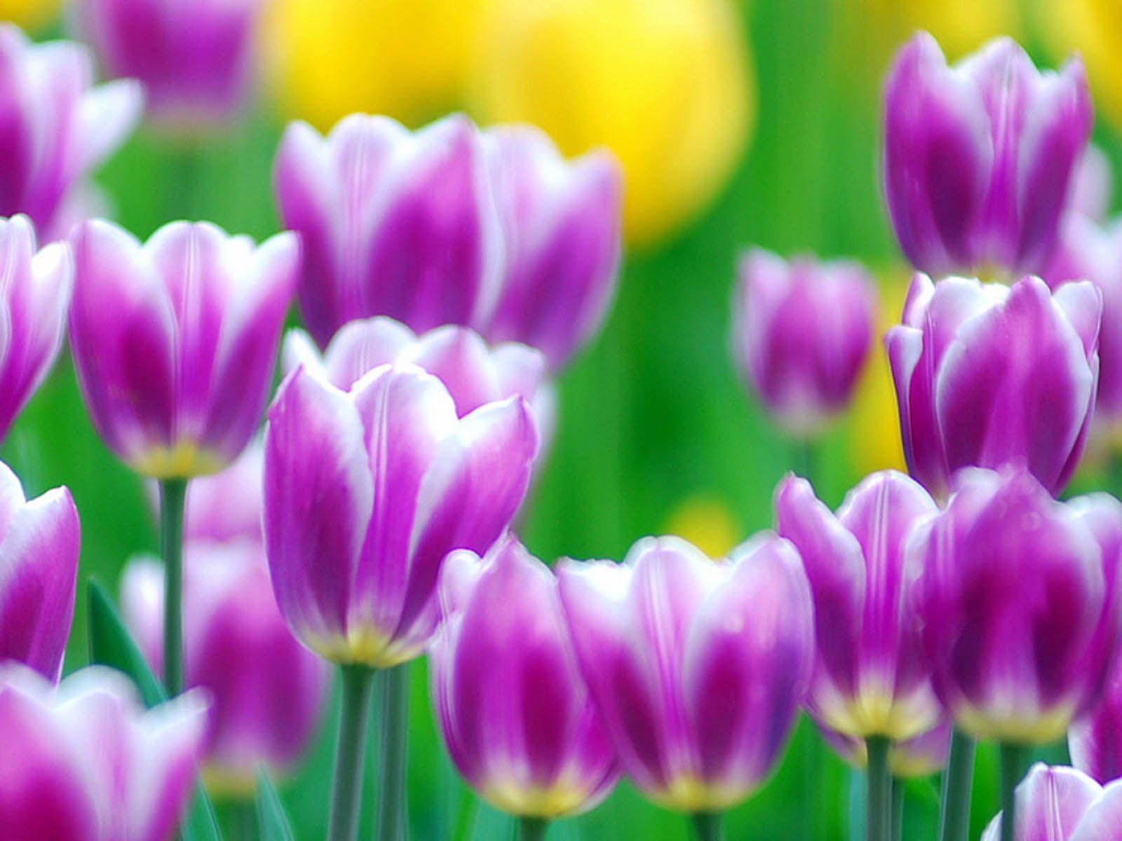 Purple Tulips Wallpapers - Top Free Purple Tulips Backgrounds ...