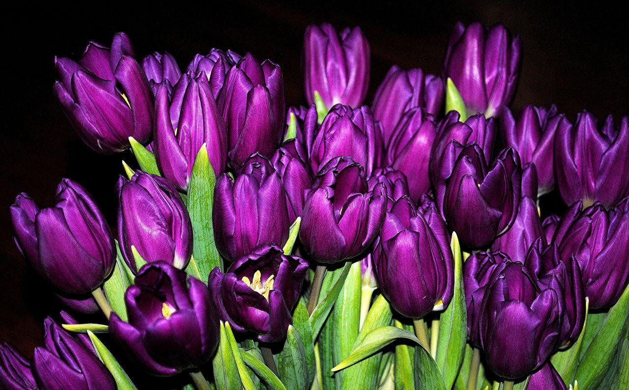 Purple Tulips Wallpapers - Top Free Purple Tulips Backgrounds ...