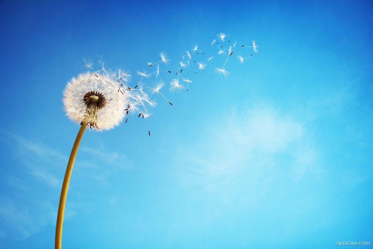 Run With the Wind Wallpapers - Top Free Run With the Wind Backgrounds ...