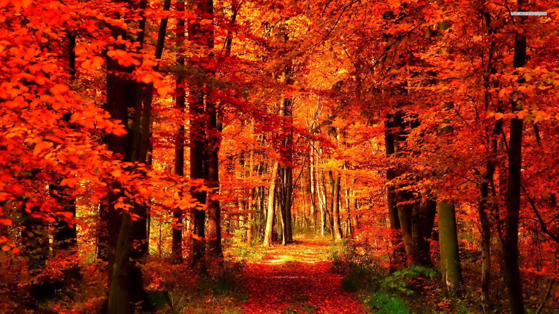 Forest Orange Wallpapers - Top Free Forest Orange Backgrounds ...