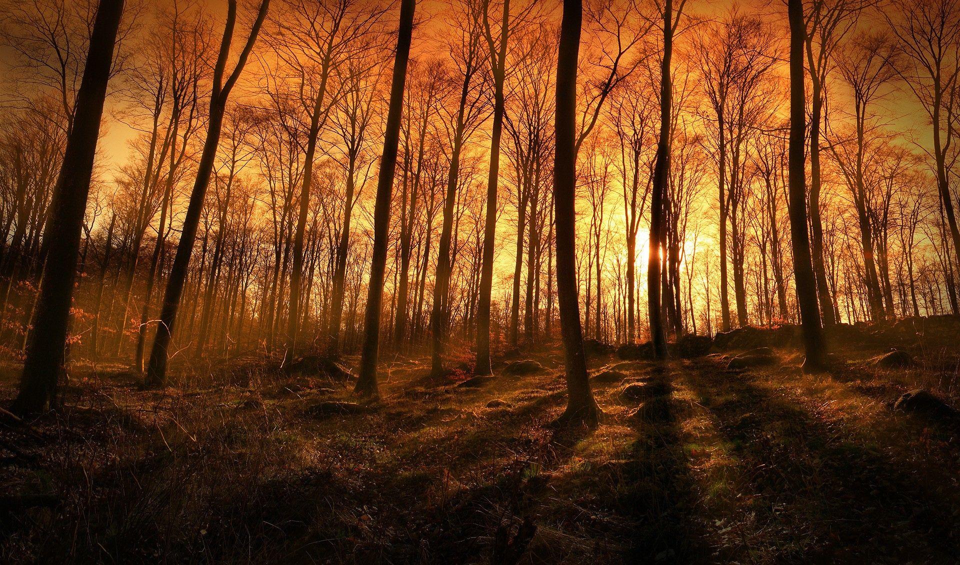 Forest Orange Wallpapers - Top Free Forest Orange Backgrounds ...