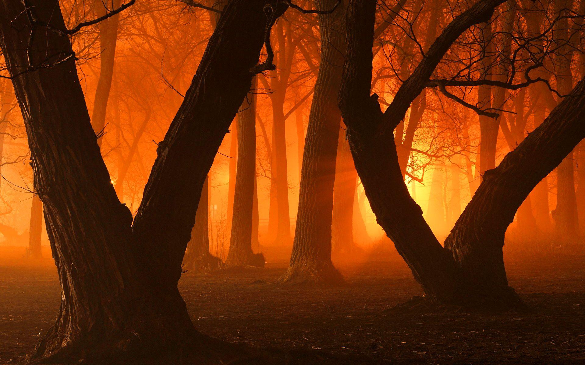 Forest Orange Wallpapers - Top Free Forest Orange Backgrounds ...