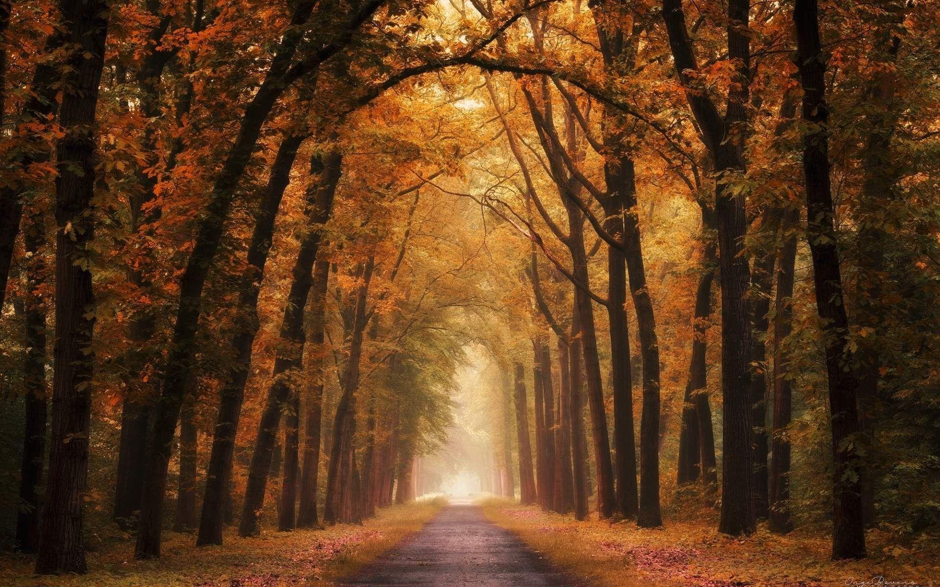 Forest Orange Wallpapers - Top Free Forest Orange Backgrounds ...