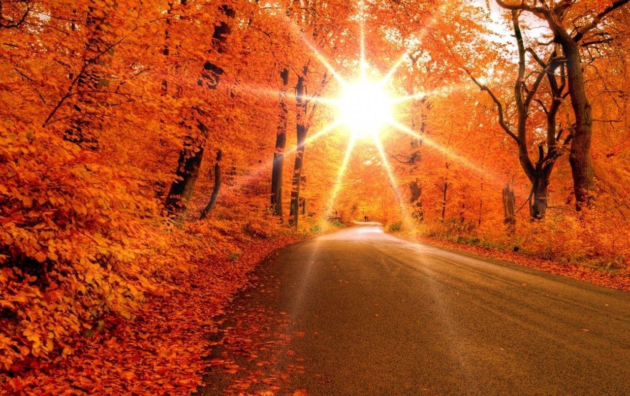 Forest Orange Wallpapers - Top Free Forest Orange Backgrounds ...