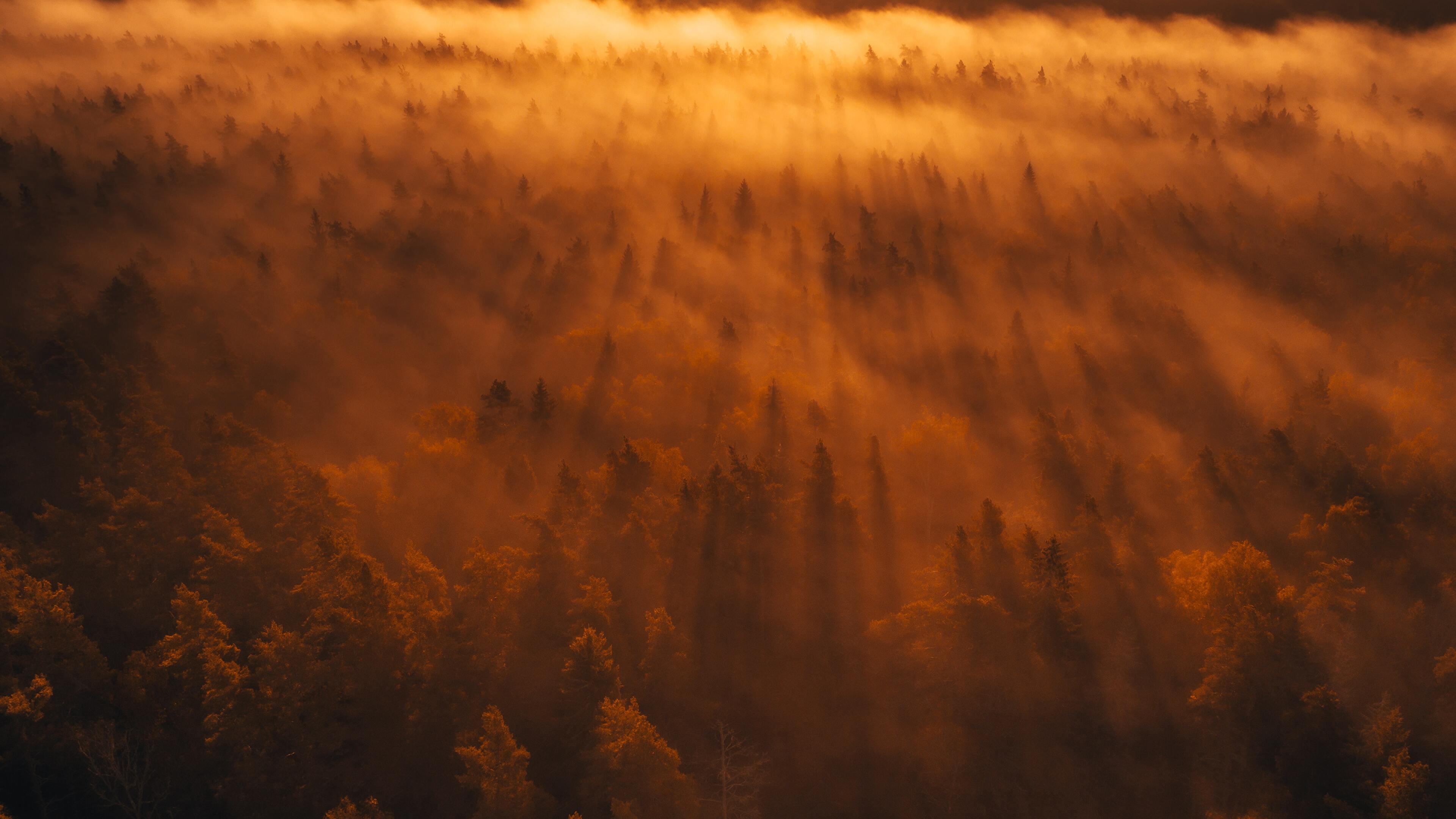 Forest Orange Wallpapers - Top Free Forest Orange Backgrounds ...