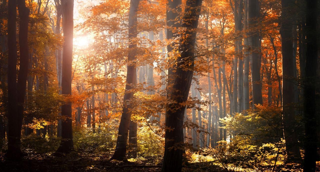 Forest Orange Wallpapers - Top Free Forest Orange Backgrounds ...