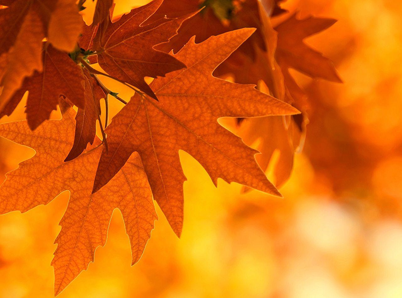 Orange Leaf Wallpapers - Top Free Orange Leaf Backgrounds - WallpaperAccess