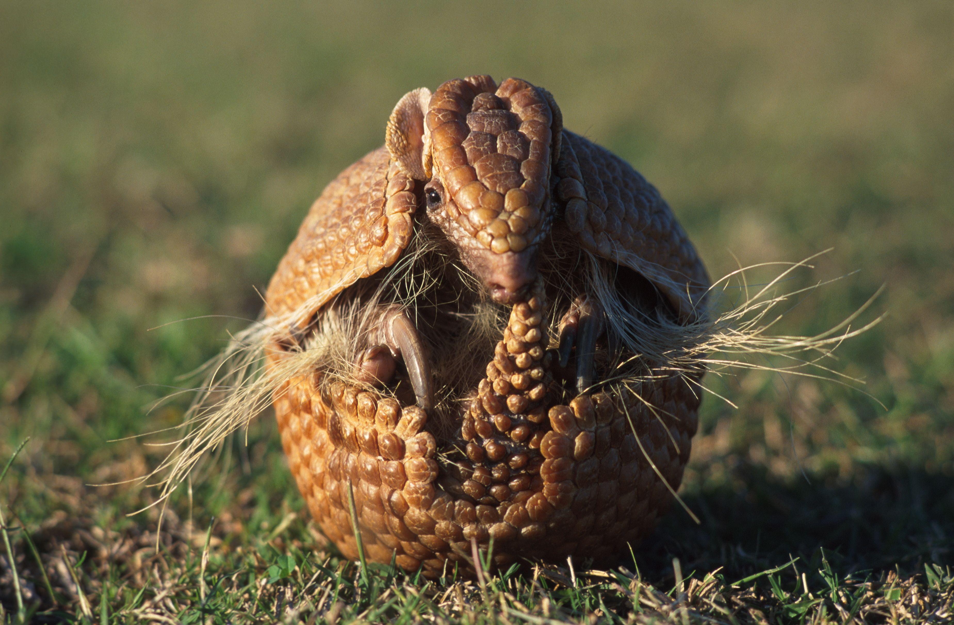 Armadillo Wallpapers - Top Free Armadillo Backgrounds - WallpaperAccess