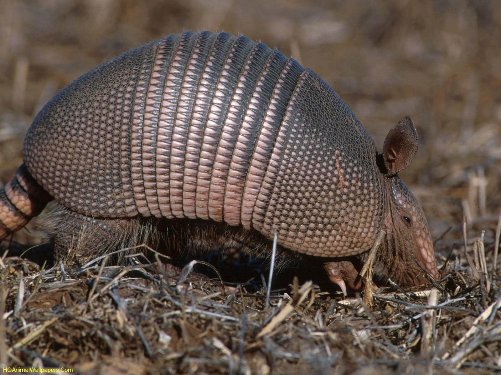 Armadillo Wallpapers - Top Free Armadillo Backgrounds - WallpaperAccess