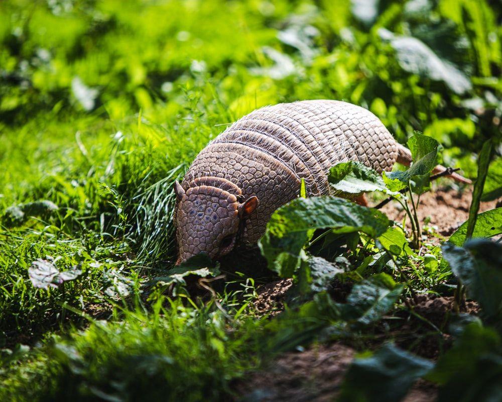 Armadillo Wallpapers - Top Free Armadillo Backgrounds - WallpaperAccess