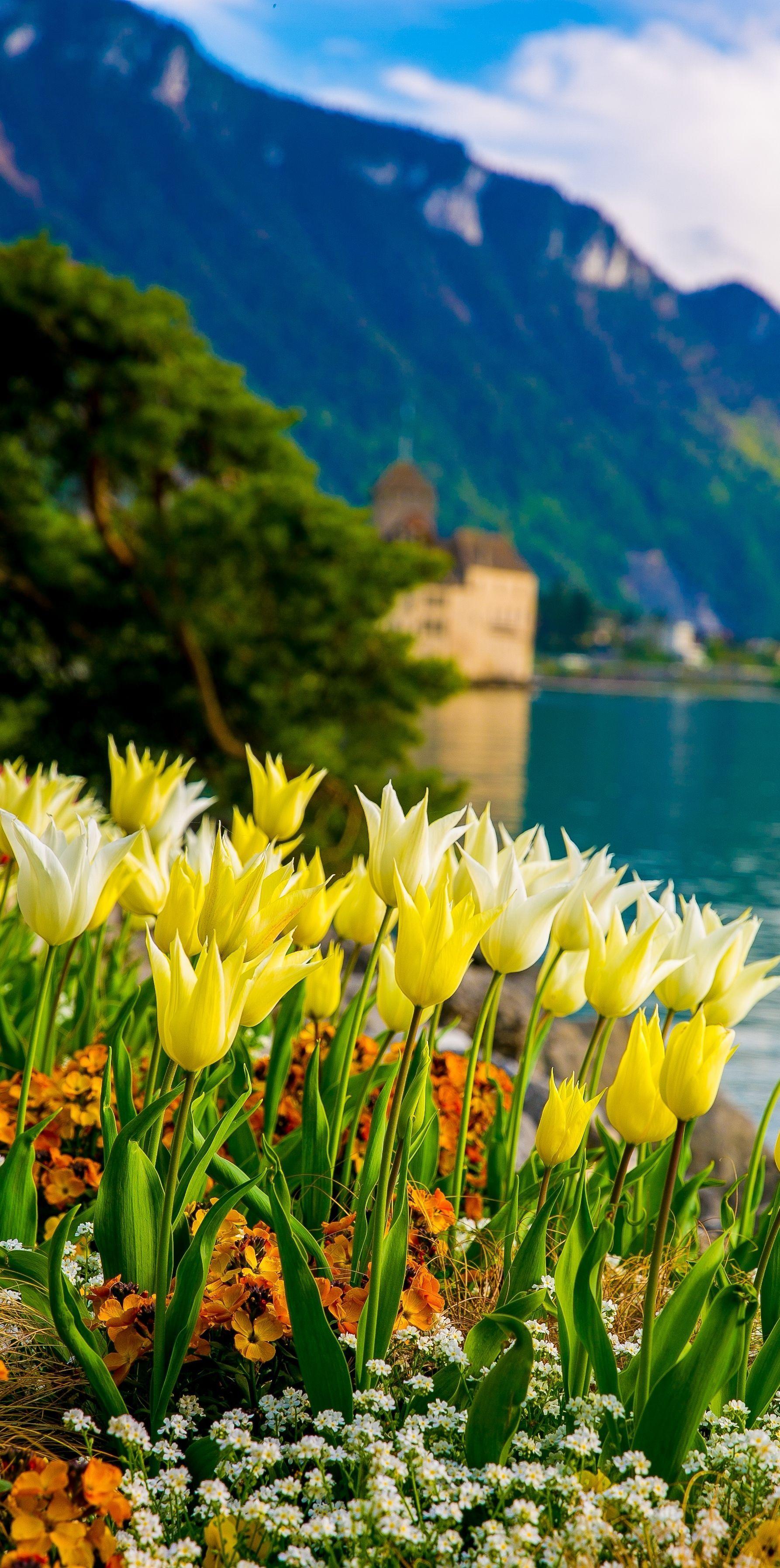 Switzerland Flower Wallpapers - Top Free Switzerland Flower Backgrounds ...