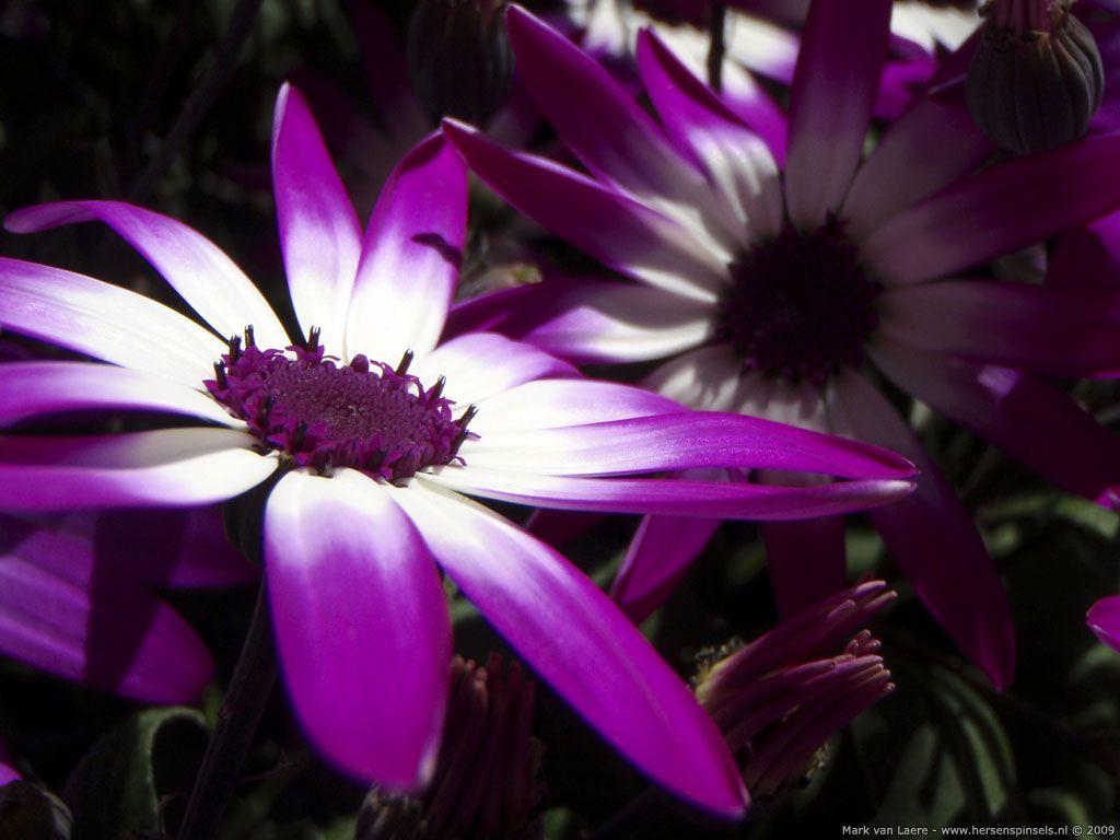 Switzerland Flower Wallpapers - Top Free Switzerland Flower Backgrounds ...