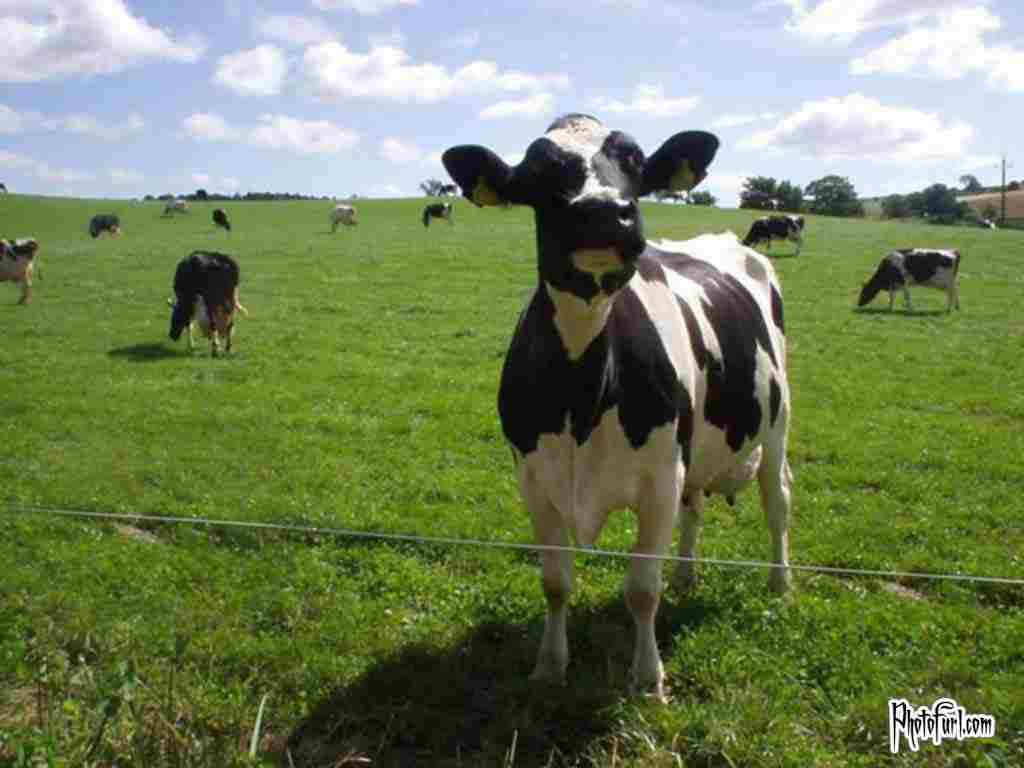 Dairy Farm Wallpapers - Top Free Dairy Farm Backgrounds - WallpaperAccess