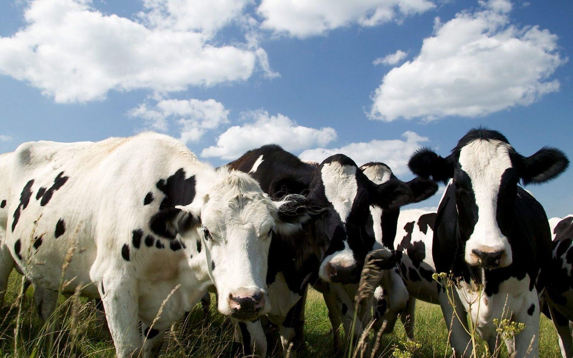 Dairy Farm Wallpapers - Top Free Dairy Farm Backgrounds - WallpaperAccess