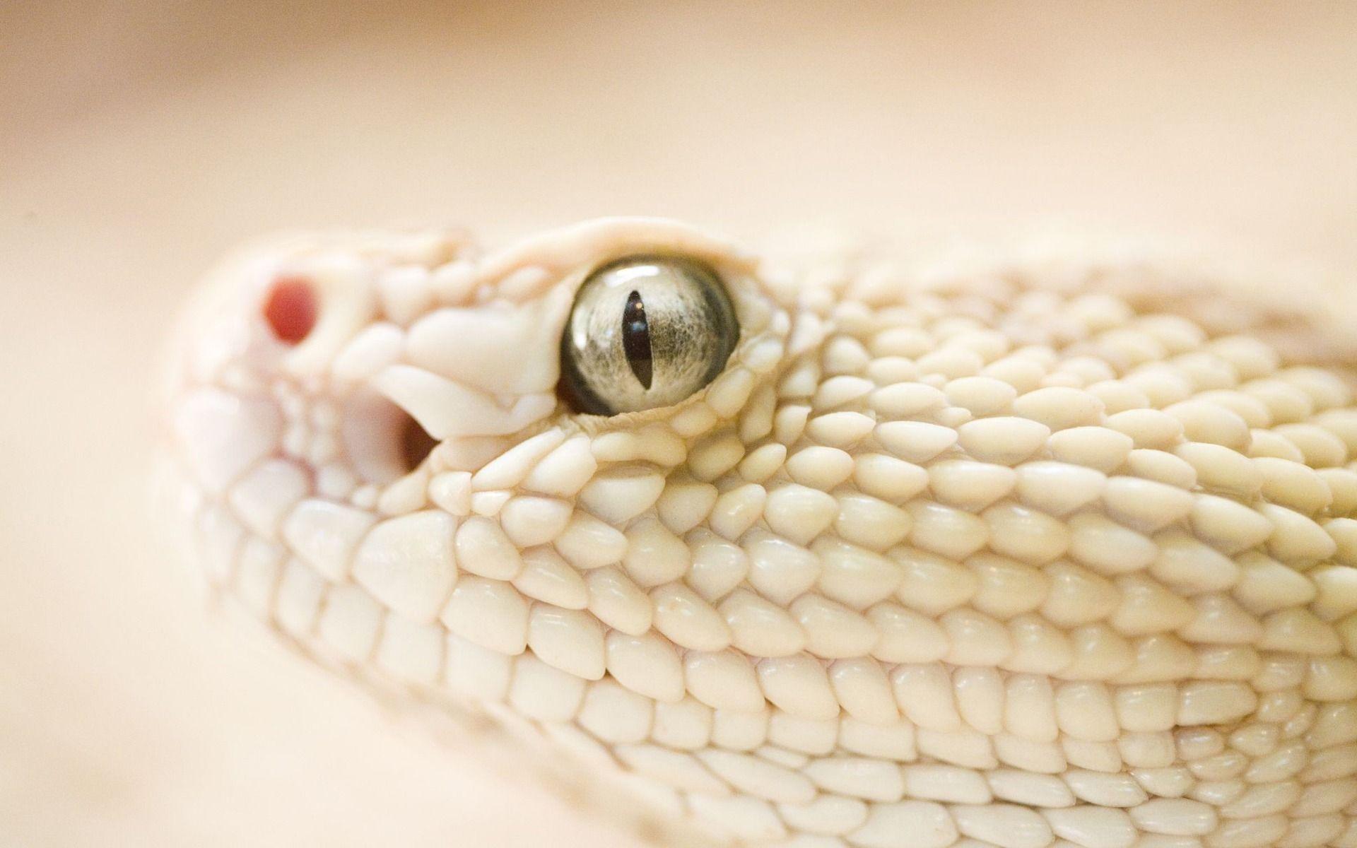Snake Face Wallpapers - Top Free Snake Face Backgrounds - WallpaperAccess