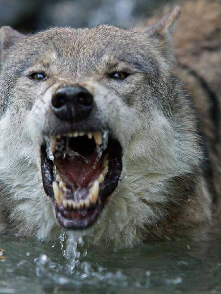 Angry Wolf Face Wallpapers - Top Free Angry Wolf Face Backgrounds ...