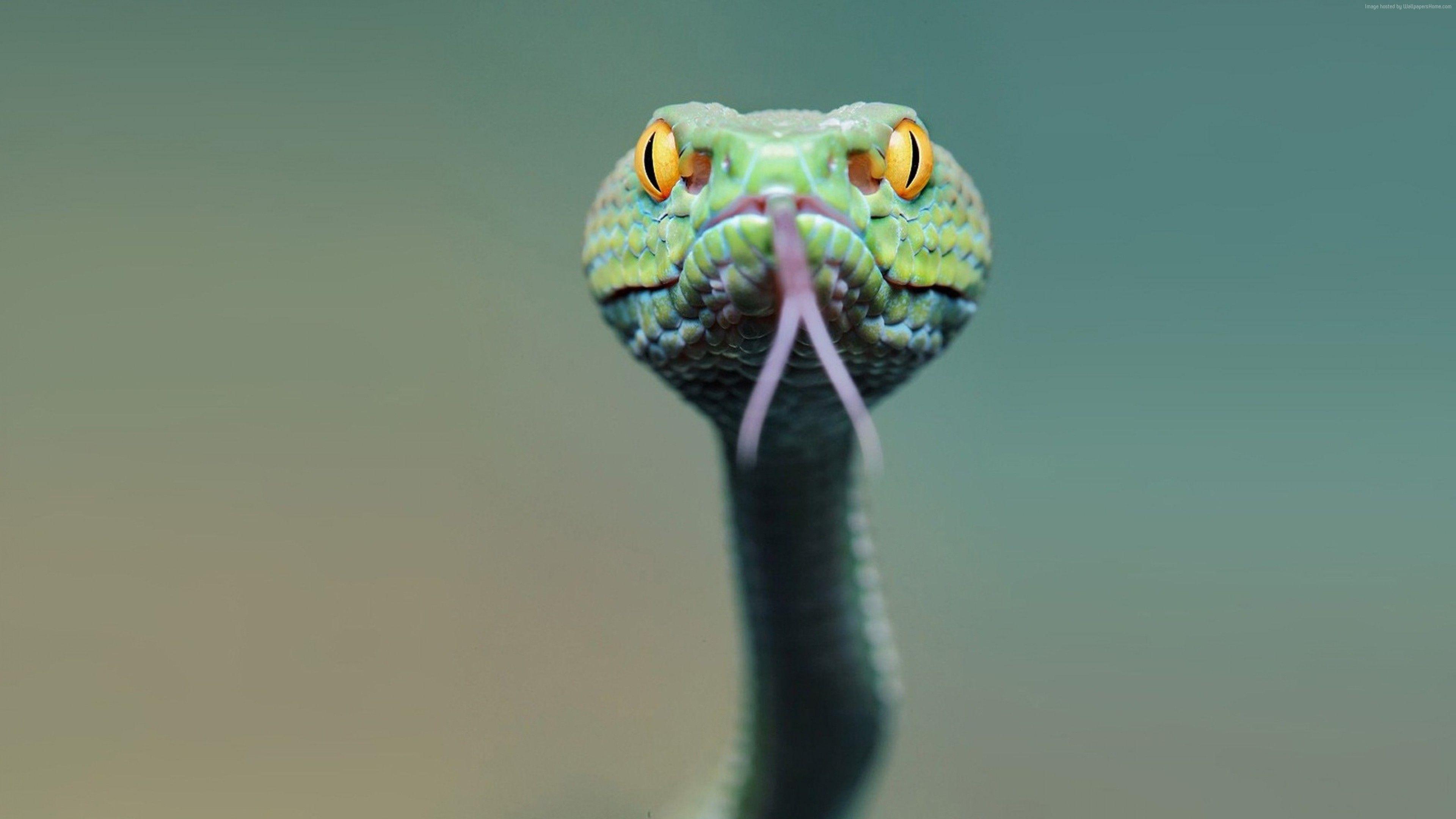 Snake Face Wallpapers - Top Free Snake Face Backgrounds - WallpaperAccess