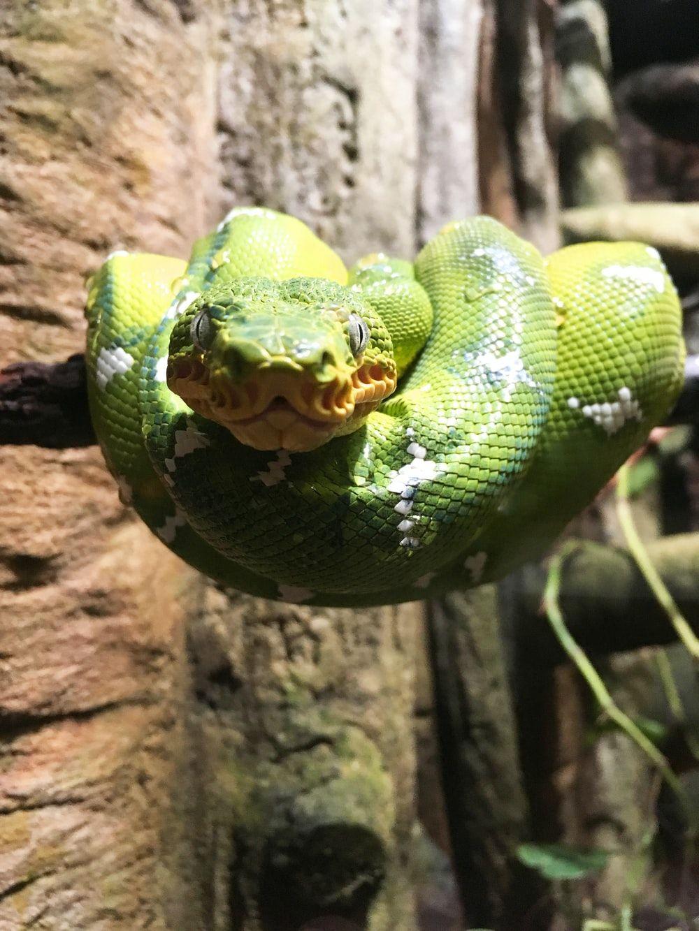 Snake Face Wallpapers - Top Free Snake Face Backgrounds - WallpaperAccess