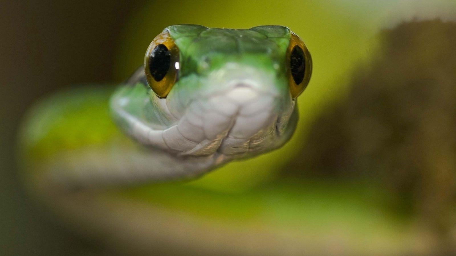 Snake Face Wallpapers - Top Free Snake Face Backgrounds - WallpaperAccess